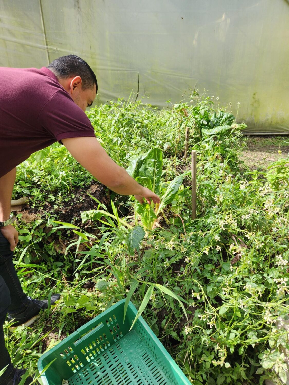 Frutos de la Ecohuerta UdeMedellín – Universidad de Medellín